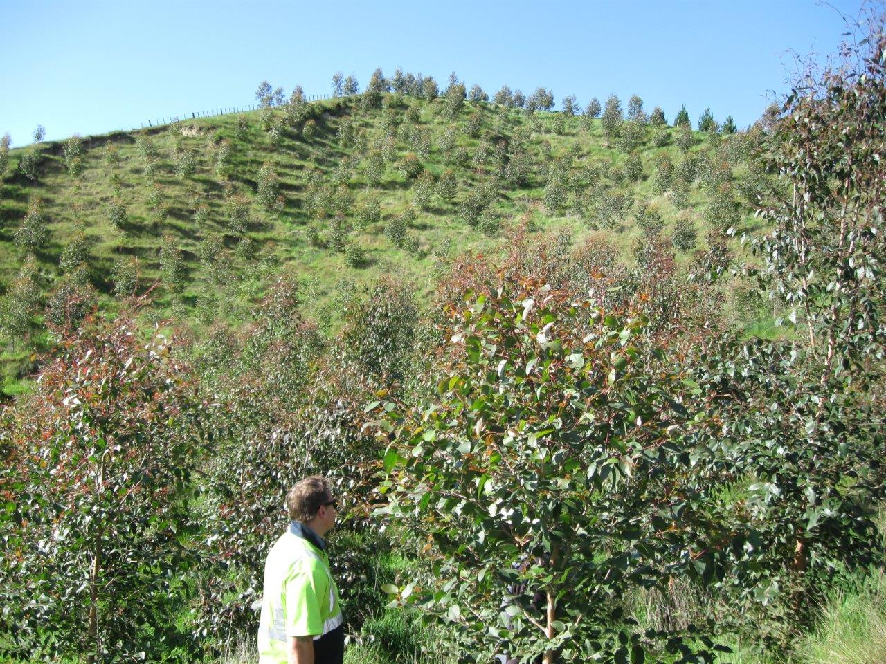 New information for growers - NZ Dryland Forests Innovation