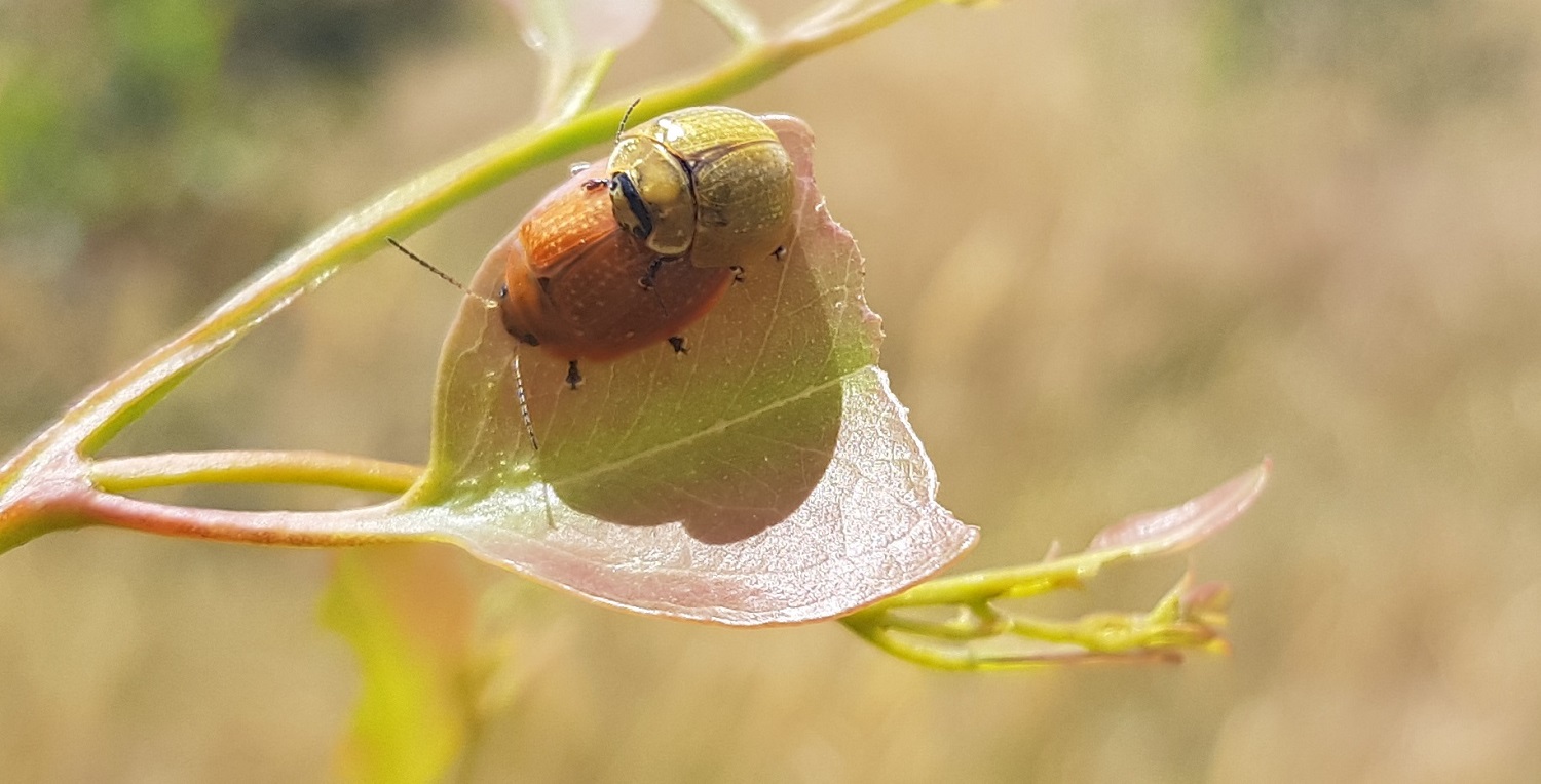 Have you seen this pest? - NZ Dryland Forests Innovation
