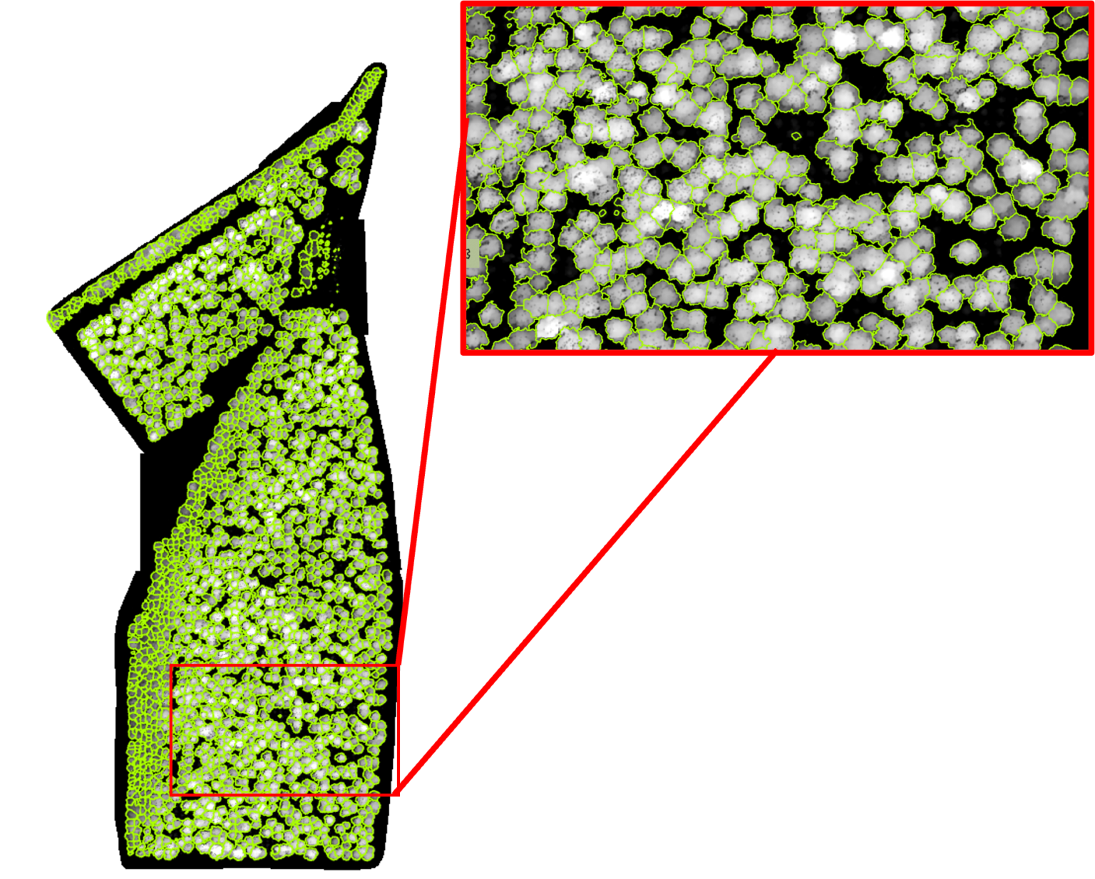 Using UAV LiDAR to measure trees - NZ Dryland Forests Innovation